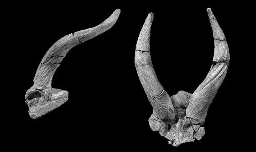 The Bovidae (Mammalia, Artiodactyla) from the late Miocene of Akkașdağı ...
